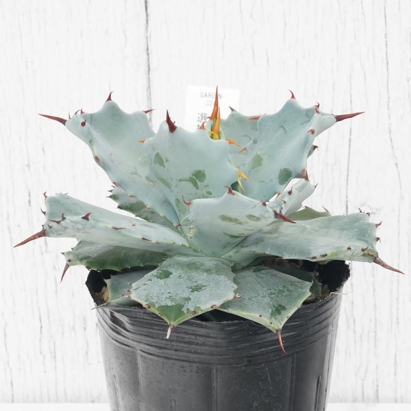 《現物》アガベ イシスメンシス 特選株 No.3244 3号 : garden-3244 : 四国ガーデン - 通販 - Yahoo!ショッピング