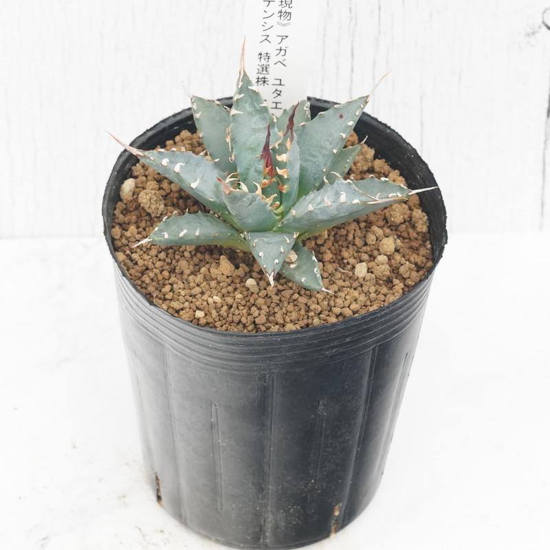 《現物》アガベ ユタエンシス・ネバデンシス 特選株 No.3257 3号 : garden-3257 : 四国ガーデン - 通販 - Yahoo!ショッピング