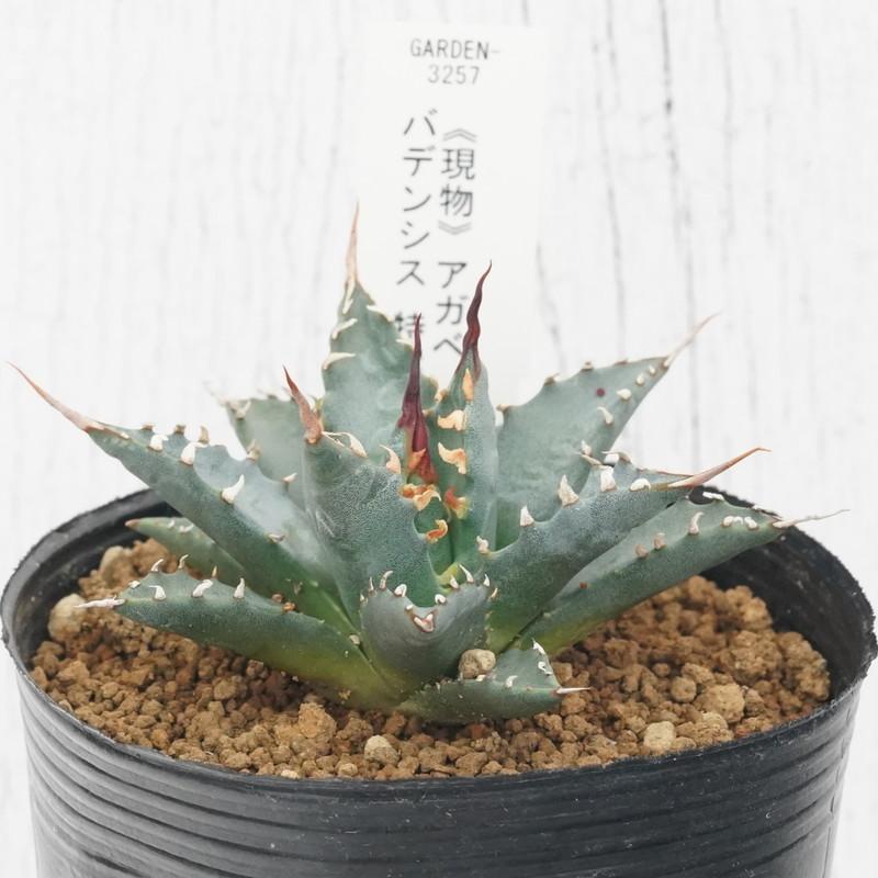 《現物》アガベ ユタエンシス・ネバデンシス 特選株 No.3257 3号 : garden-3257 : 四国ガーデン - 通販 - Yahoo!ショッピング