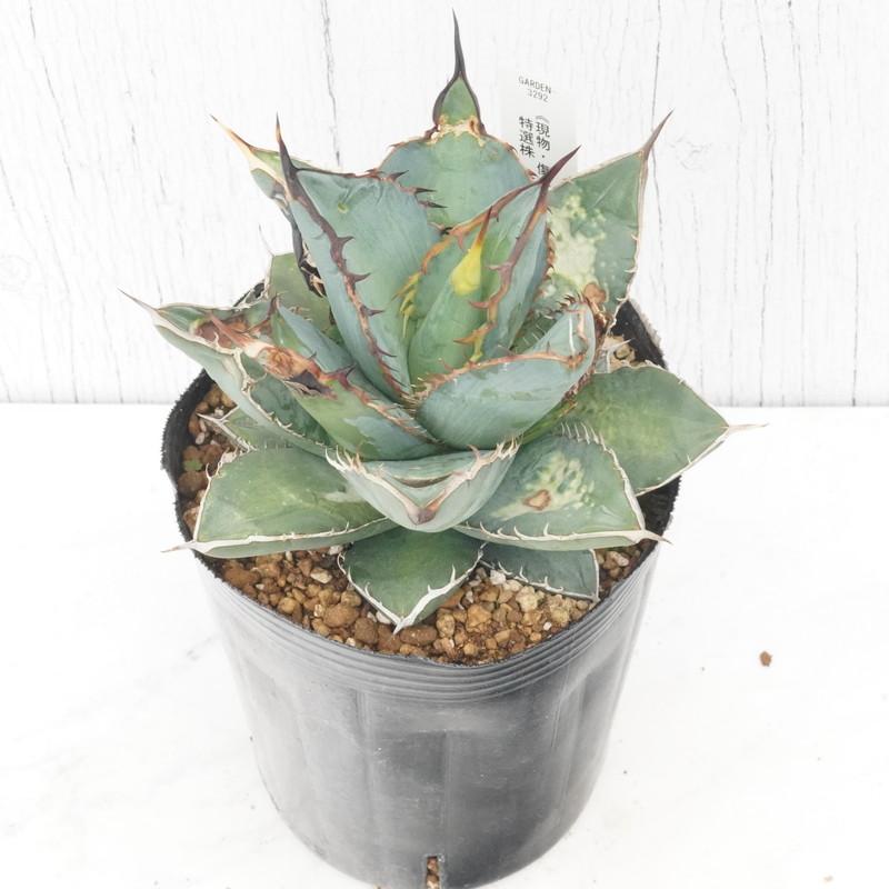 《現物・傷あり》アガベ・オテロイ 特選株 No.3292 4号 : garden-3292 : 四国ガーデン - 通販 - Yahoo!ショッピング