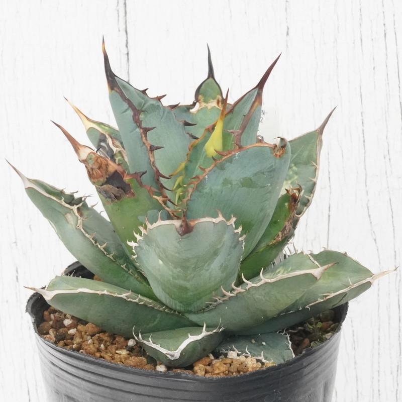 《現物・傷あり》アガベ・オテロイ 特選株 No.3292 4号 : garden-3292 : 四国ガーデン - 通販 - Yahoo!ショッピング