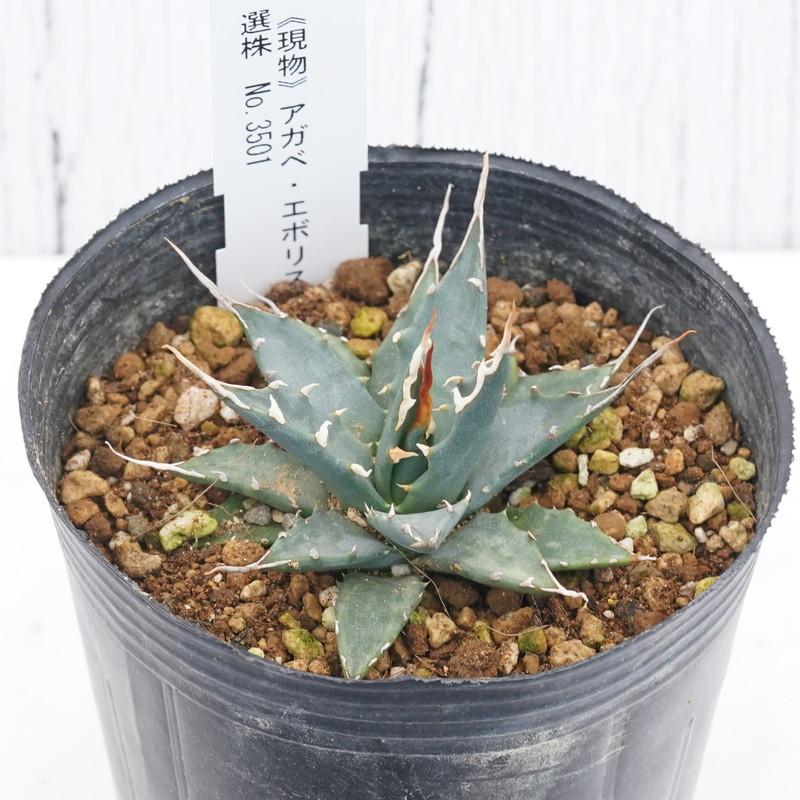 《現物》アガベ・エボリスピナ 特選株 No.3501 3号 : 四国ガーデン - 通販 - Yahoo!ショッピング