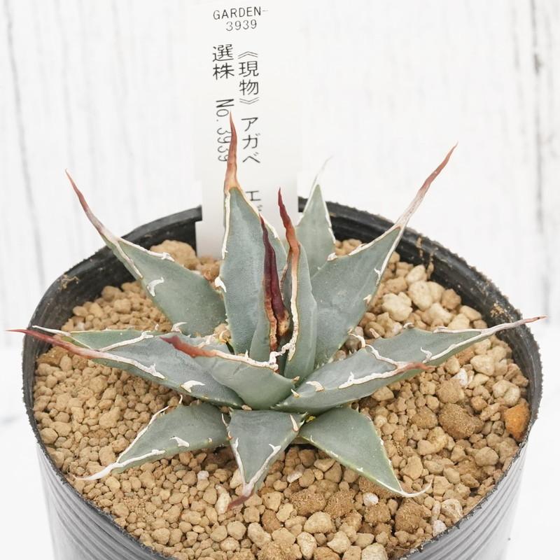 《現物》アガベ エボリスピナ 連棘 特選極上株 No.3939 3号 : 四国ガーデン - 通販 - Yahoo!ショッピング