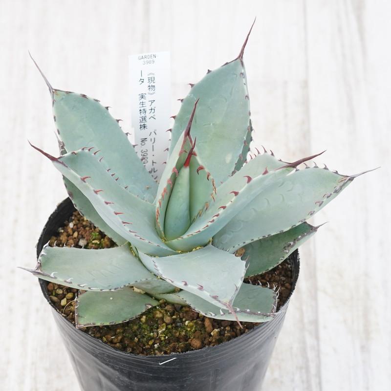 《現物》アガベ パリー・トルンカータ 実生特選株 No.3989 4号 : 四国ガーデン - 通販 - Yahoo!ショッピング