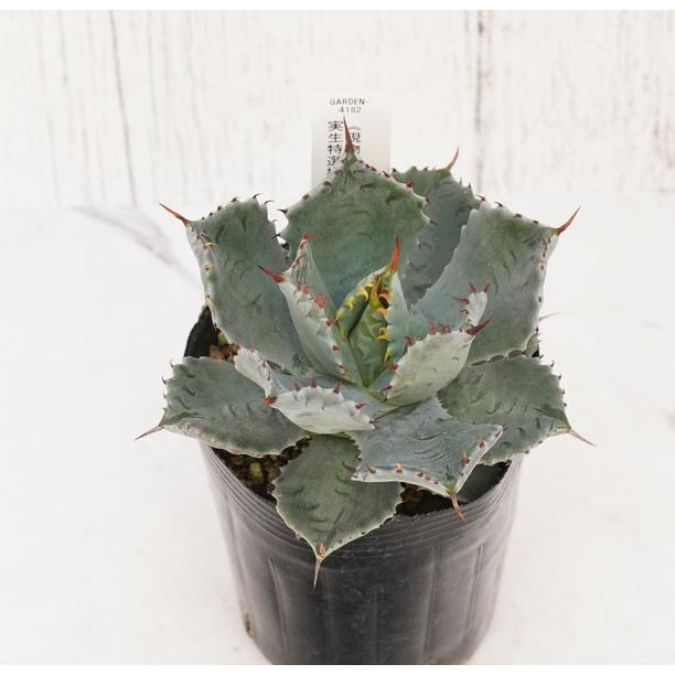 《現物》アガベ イシスメンシス 実生特選株 No.4182 3号 : 四国ガーデン - 通販 - Yahoo!ショッピング