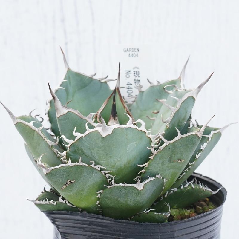《現物》アガベ オテロイ 特選株 No.4404 3号 : garden-4404 : 四国ガーデン - 通販 - Yahoo!ショッピング