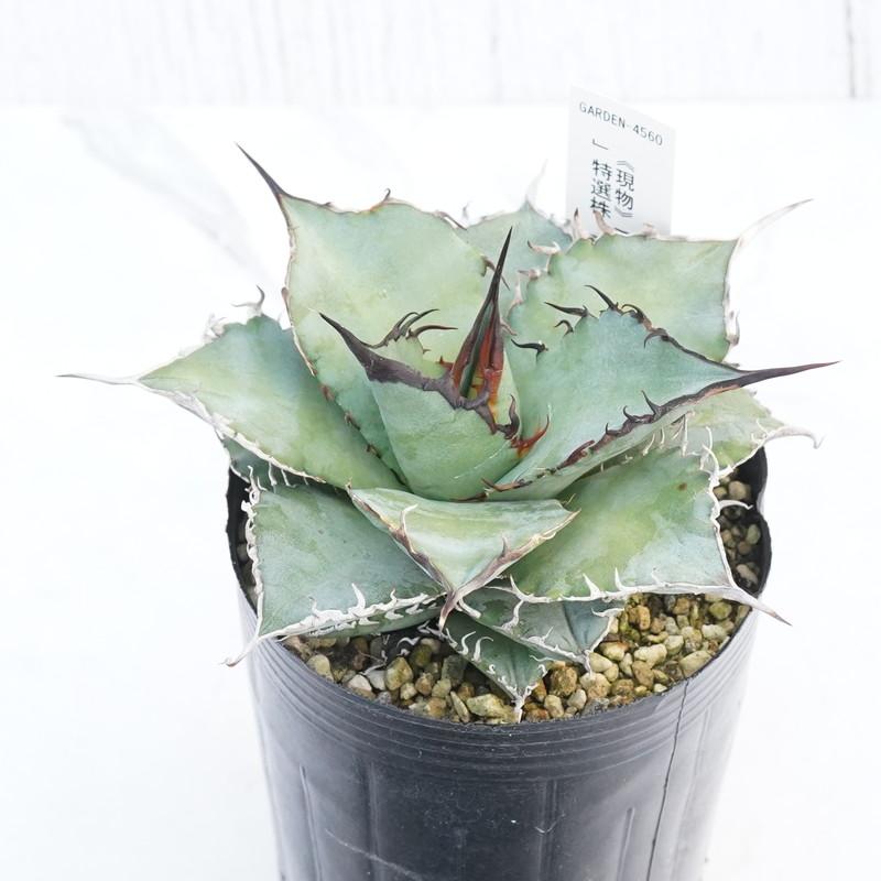 《現物》アガベ チタノタ「ブルー」特選株 No.4560 3号 : 四国ガーデン - 通販 - Yahoo!ショッピング