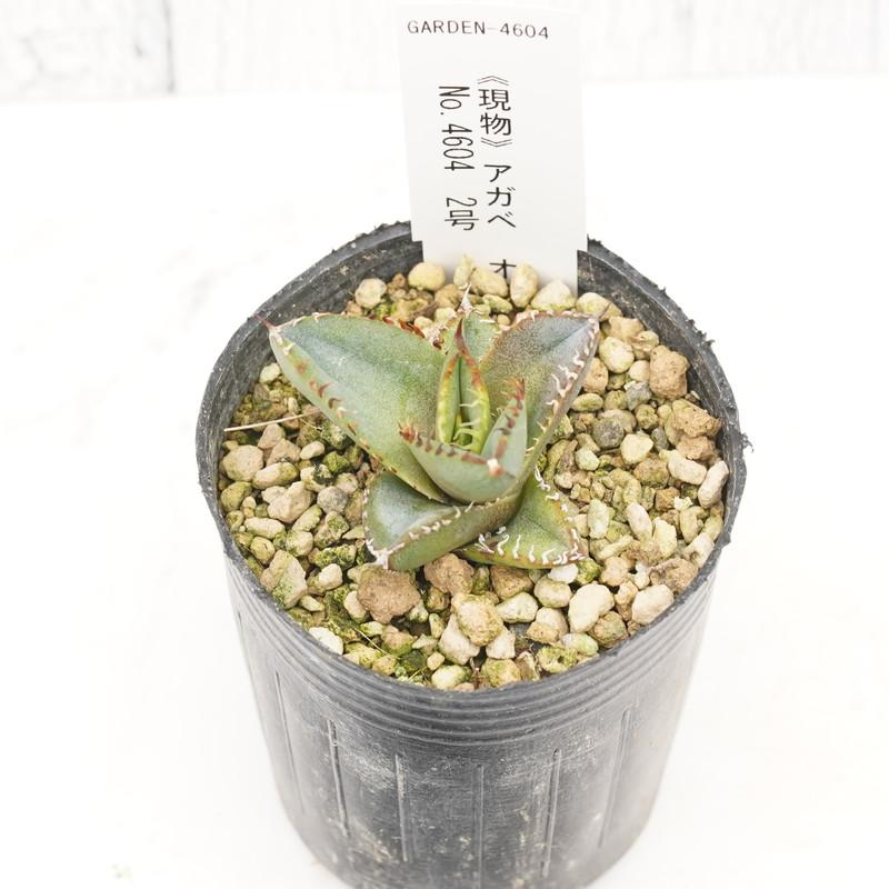 《現物》アガベ オテロイ 特選株 No.4604 2号 : 四国ガーデン - 通販 - Yahoo!ショッピング