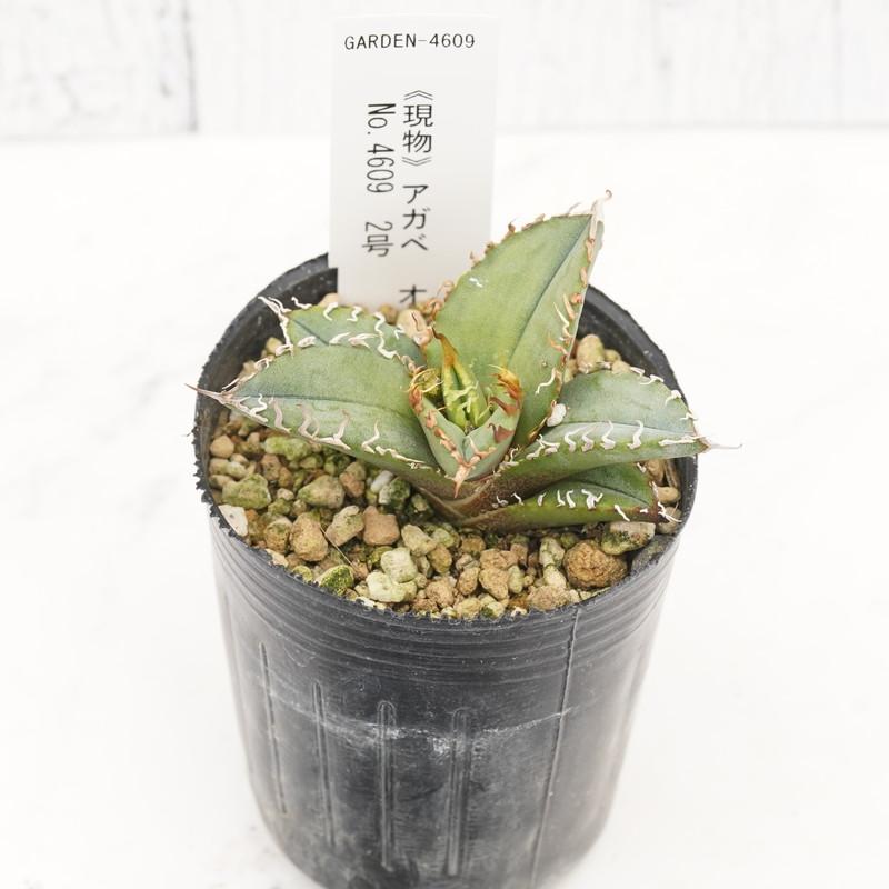 《現物》アガベ オテロイ 陽炎 特選極上株 No.4609 2号 : 四国ガーデン - 通販 - Yahoo!ショッピング