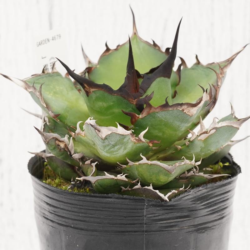 《現物》アガベ チタノタ「ハデス」黒帝斯 特選株 No.4679 3号 : garden-4679 : 四国ガーデン - 通販 - Yahoo!ショッピング