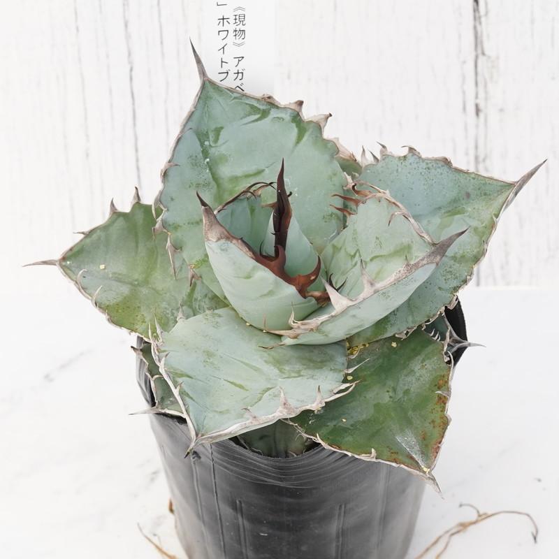 《現物》アガベ チタノタ「ブルー」ホワイトブルー葉 特選極上株 No.4963 3号 : 四国ガーデン - 通販 - Yahoo!ショッピング