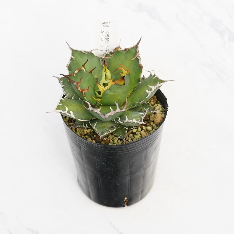 《現物》アガベ チタノタ「凱撒（シーザー）」 No.5002 3号 : 四国ガーデン - 通販 - Yahoo!ショッピング