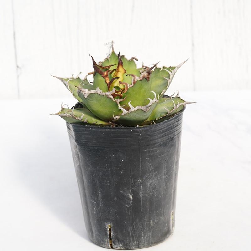 《現物》アガベ チタノタ「凱撒（シーザー）」 No.5005 3号 : 四国ガーデン - 通販 - Yahoo!ショッピング