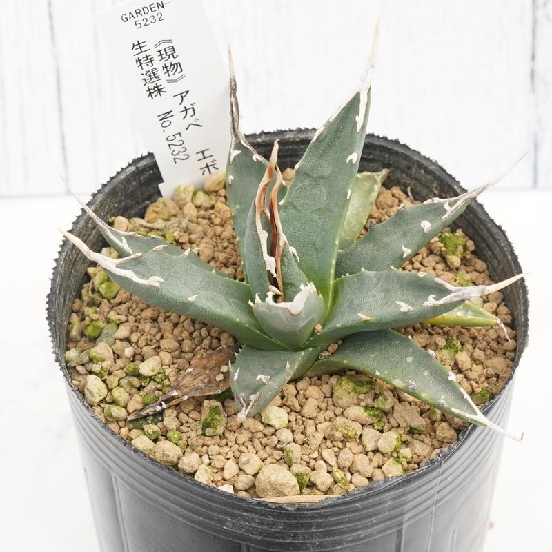 《現物》アガベ エボリスピナ 特選株 No.5232 3号 : 四国ガーデン - 通販 - Yahoo!ショッピング