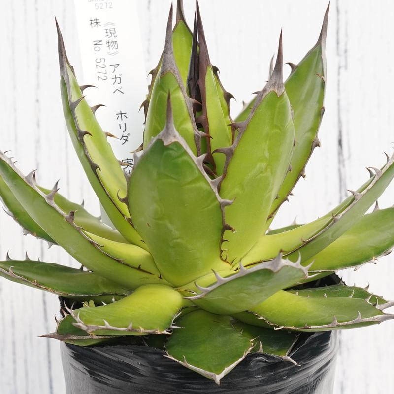 《現物》アガベ ホリダ 特選株 No.5272 3号 : 四国ガーデン - 通販 - Yahoo!ショッピング