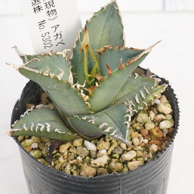 《現物》アガベ オテロイ 特選株 No.5302 2号 : 四国ガーデン - 通販 - Yahoo!ショッピング