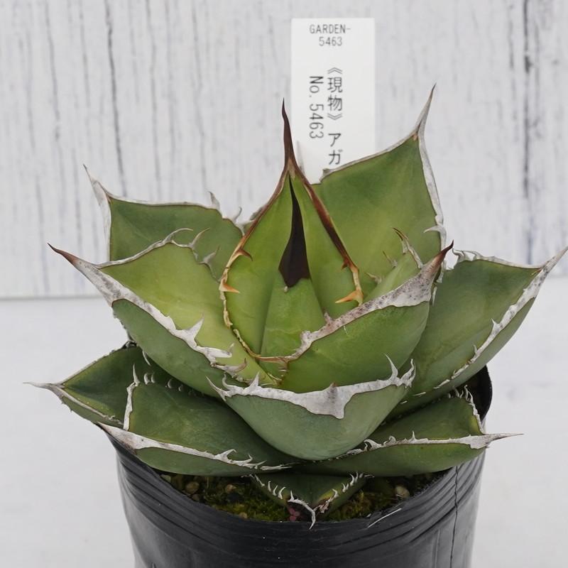 《現物》アガベ オテロイ 特選株 No.5463 3号 : 四国ガーデン - 通販 - Yahoo!ショッピング