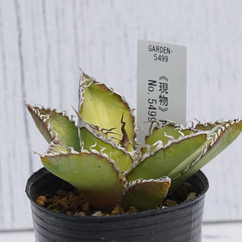 《現物》アガベ オテロイ 特選株 No.5499 2号 : 四国ガーデン - 通販 - Yahoo!ショッピング
