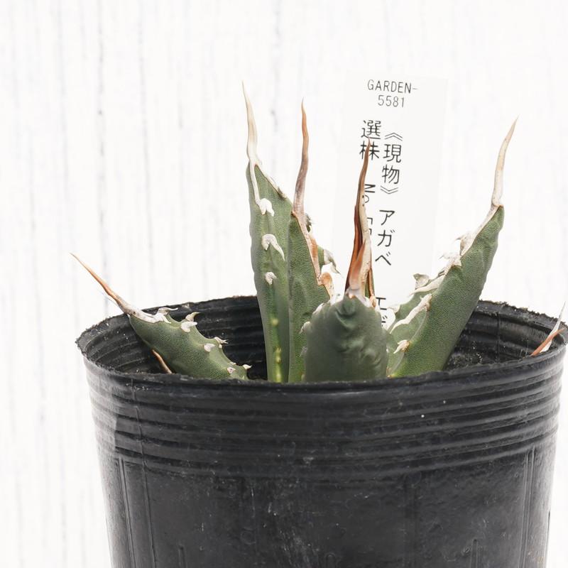 《現物》アガベ エボリスピナ 特選株 特選株 No.5581 3号 : 四国ガーデン - 通販 - Yahoo!ショッピング