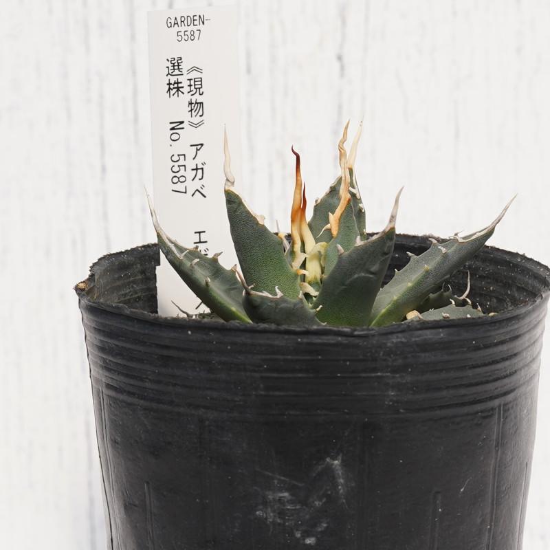 《現物》アガベ エボリスピナ 特選株 特選株 No.5587 3号 : 四国ガーデン - 通販 - Yahoo!ショッピング