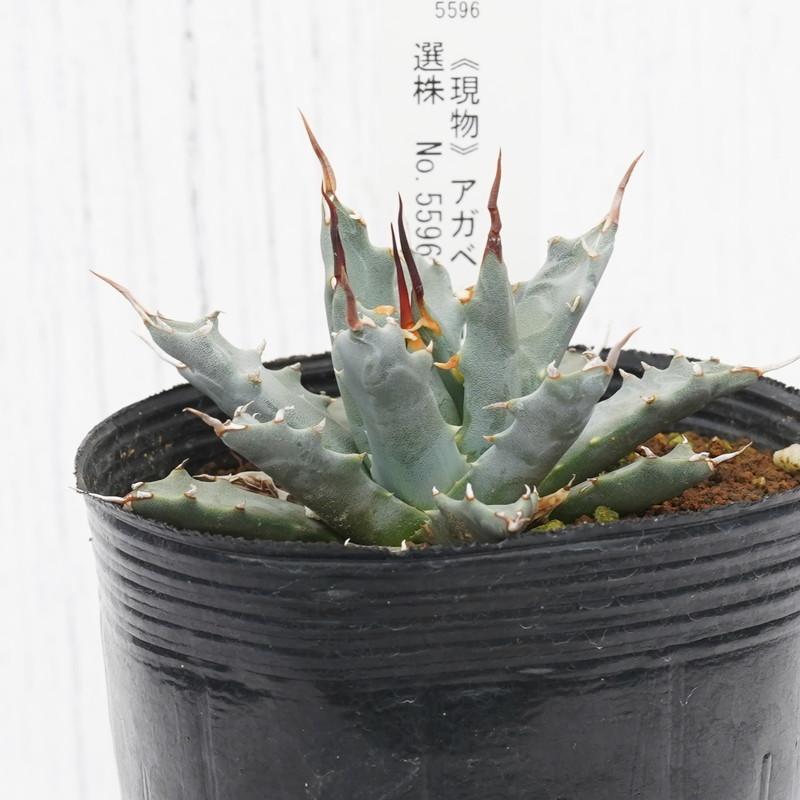 《現物》アガベ ネバデンシス 特選株 特選株 No.5596 3号 : 四国ガーデン - 通販 - Yahoo!ショッピング