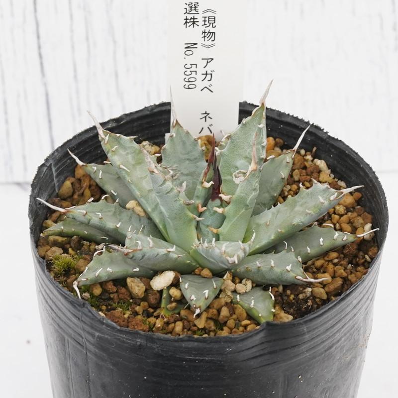 《現物》アガベ ネバデンシス 特選株 特選株 No.5599 3号 : 四国ガーデン - 通販 - Yahoo!ショッピング