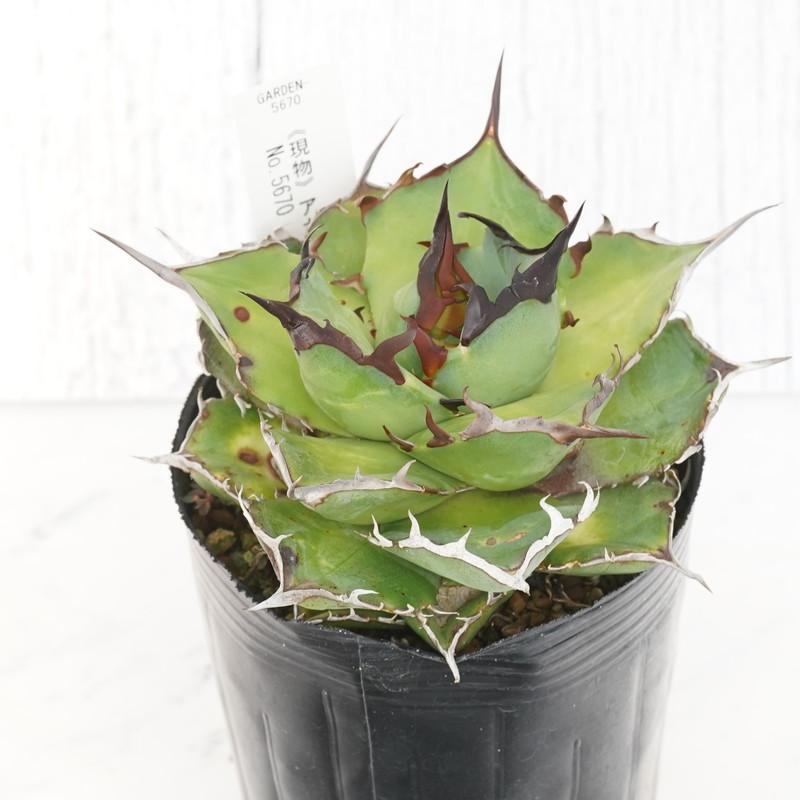 《現物》アガベ チタノタ ハデス No.5670 3号 : 四国ガーデン - 通販 - Yahoo!ショッピング