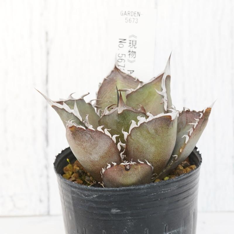 《現物》アガベ オテロイ 特選株 No.5673 2号 : 四国ガーデン - 通販 - Yahoo!ショッピング