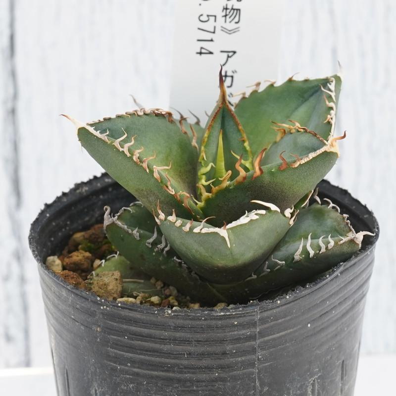 《現物》アガベ オテロイ 特選株 No.5714 2号 : 四国ガーデン - 通販 - Yahoo!ショッピング