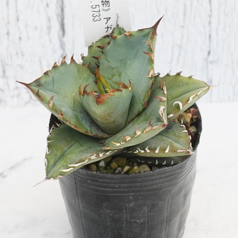 《現物》アガベ オテロイ 特選株 No.5733 2号 : 四国ガーデン - 通販 - Yahoo!ショッピング