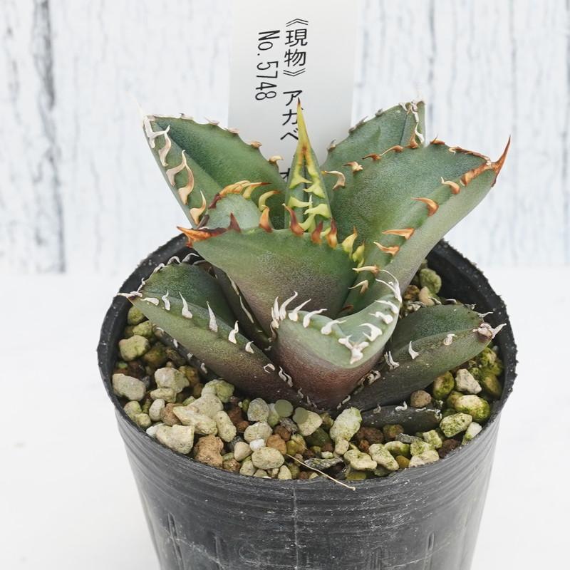 《現物》アガベ オテロイ 特選株 No.5748 2号 : 四国ガーデン - 通販 - Yahoo!ショッピング