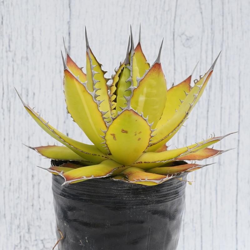 《現物》アガベ ホリダ 特選株 No.5770 3号 : 四国ガーデン - 通販 - Yahoo!ショッピング