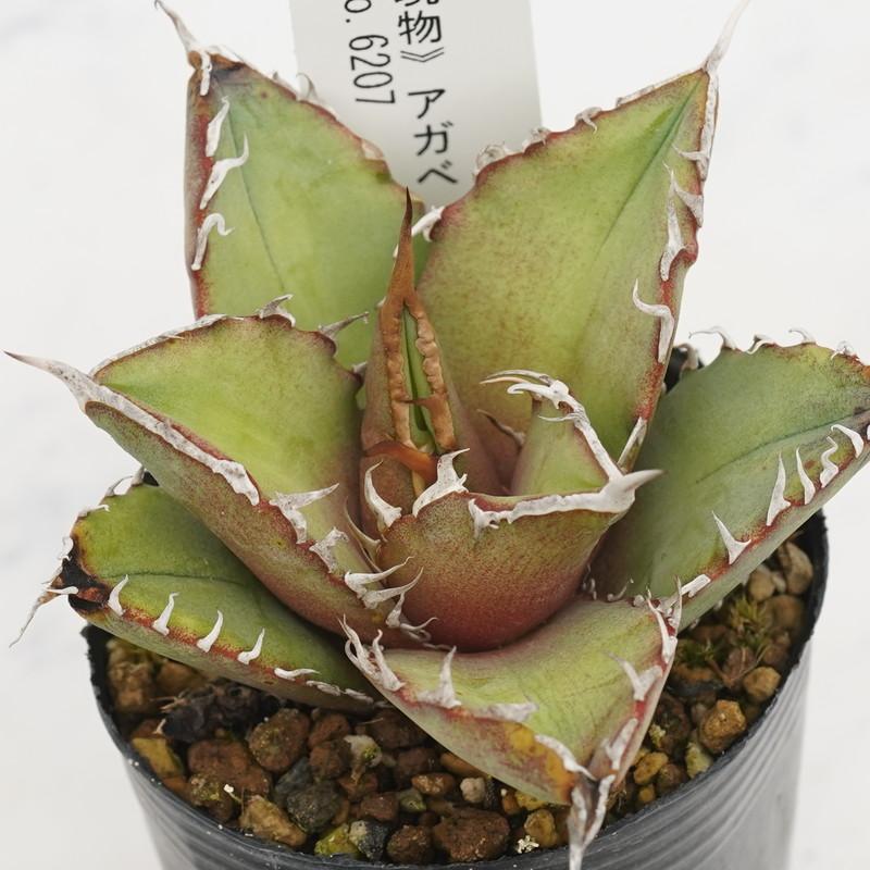 《現物》アガベ オテロイ 特選株 ホワイト＆ブラウンスパイン No.6207 2号 : 四国ガーデン - 通販 - Yahoo!ショッピング