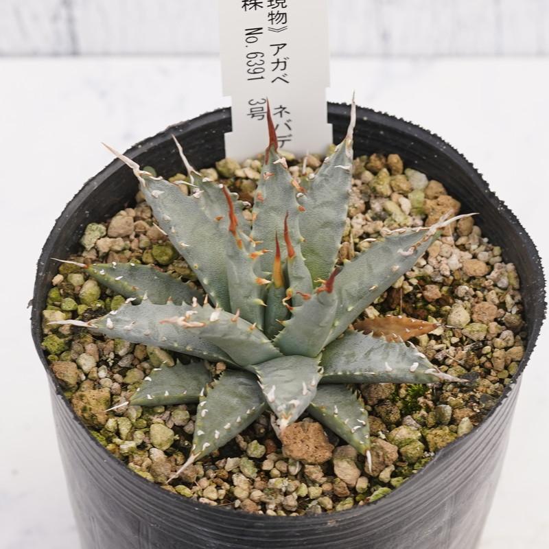 《現物》アガベ ネバデンシス 特選株 コンパクト葉 カラフルスパイン No.6391 3号 : 四国ガーデン - 通販 - Yahoo!ショッピング