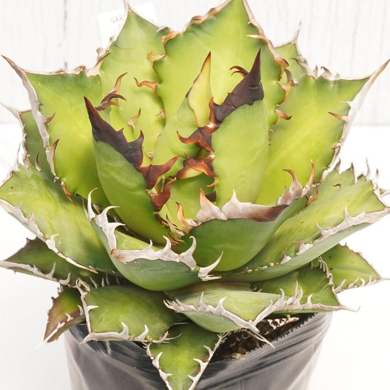 《現物》アガベ レッドキャットウィーズル 特選株 スーパースパイン No.6526 3号 : 四国ガーデン - 通販 - Yahoo!ショッピング