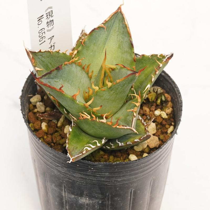 《現物》アガベ オテロイ 特選株 カラフルスパイン No.6561 2号 : 四国ガーデン - 通販 - Yahoo!ショッピング