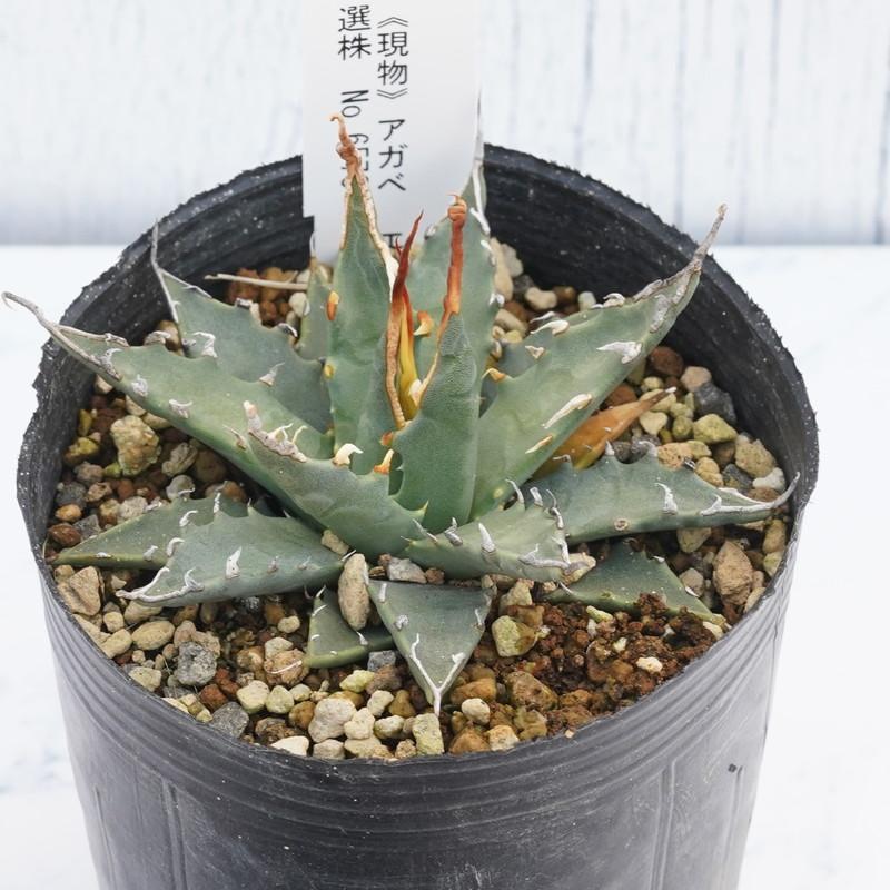 《現物》アガベ エボリスピナ 特選株 カラフルスパイン 陽炎 No.6573 3号 : 四国ガーデン - 通販 - Yahoo!ショッピング