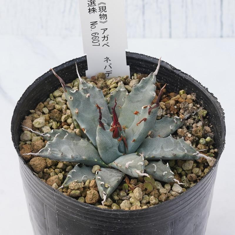 《現物》アガベ ネバデンシス 特選株 陽炎 コンパクト レッドスパイン No.6607 3号 : 四国ガーデン - 通販 - Yahoo!ショッピング