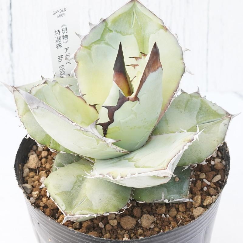 《現物》アガベ チタノタ ブルー 特選株 大ノギ No.6609 4号 : 四国ガーデン - 通販 - Yahoo!ショッピング