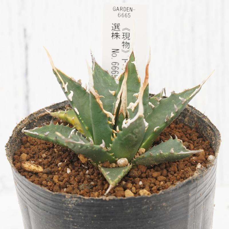 《現物》アガベ エボリスピナ 特選株 スーパーアイボリー No.6665 3号 : 四国ガーデン - 通販 - Yahoo!ショッピング