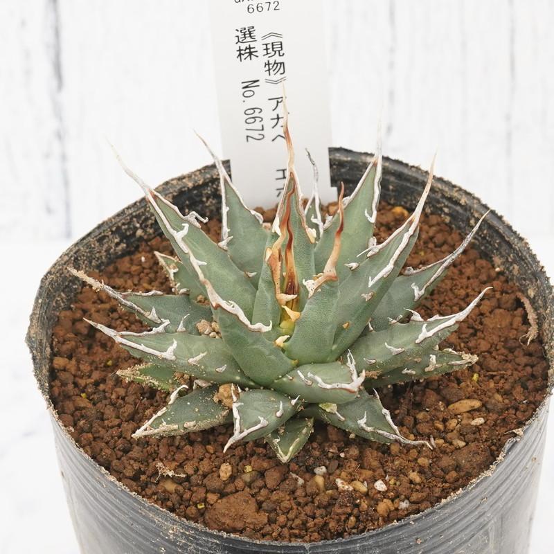 《現物》アガベ エボリスピナ 特選株 コンパクト ブラウンロングスパイン No.6672 3号 : 四国ガーデン - 通販 - Yahoo!ショッピング