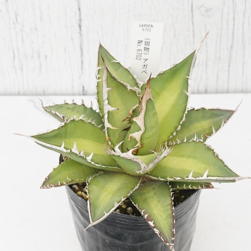 《現物》アガベ オテロイ 特選株 中柄 ホワイトスパイン No.6702 3号 : 四国ガーデン - 通販 - Yahoo!ショッピング