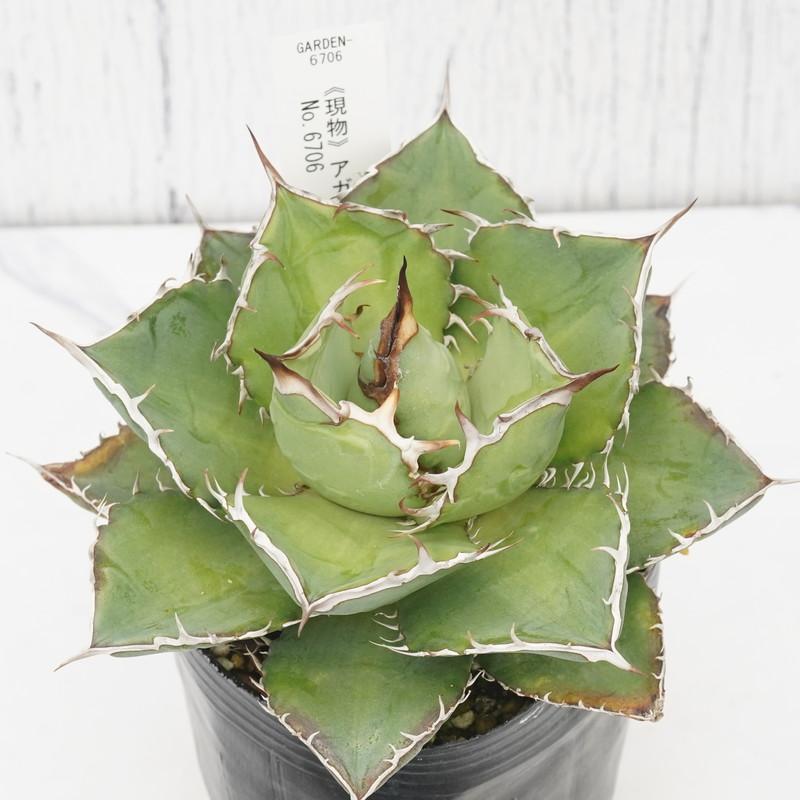 《現物》アガベ オテロイ 特選株 グリーンボール No.6706 3号 : 四国ガーデン - 通販 - Yahoo!ショッピング