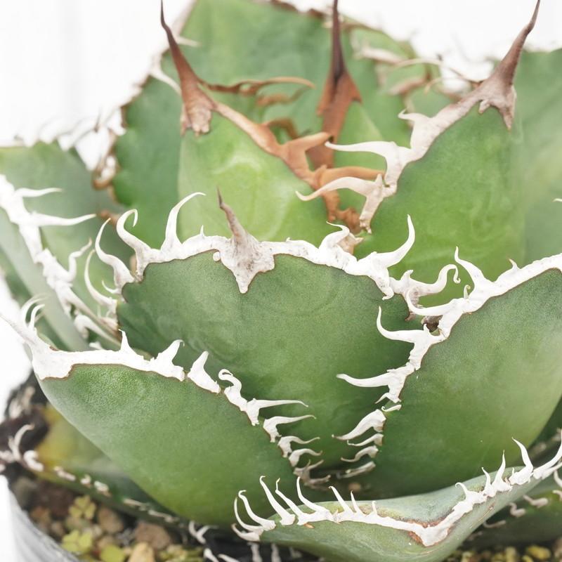 《現物》アガベ オテロイ 特選株 極棘 No.6707 3号 : 四国ガーデン - 通販 - Yahoo!ショッピング