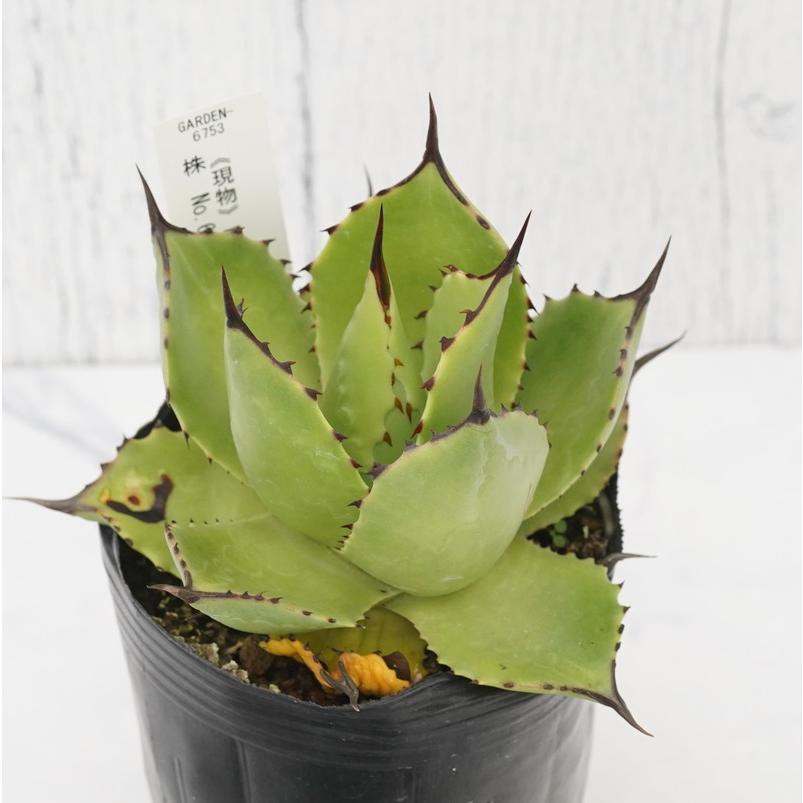 《現物》アガベ サロモニー 特選株 No.6753 3号 : 四国ガーデン - 通販 - Yahoo!ショッピング