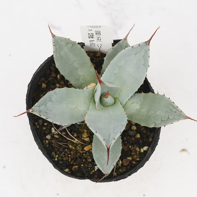 《現物》アガベ パリートルンカータ 特選株 No.6803 3号 : 四国ガーデン - 通販 - Yahoo!ショッピング