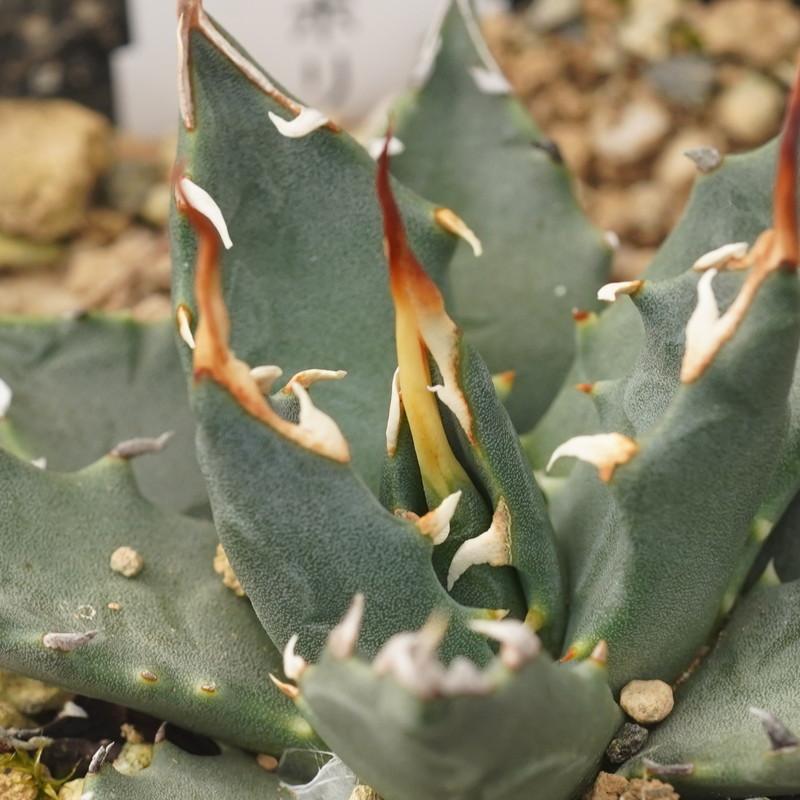 《現物》アガベ エボリスピナ 特選株 カラフルスパイン No.6853 3号 : 四国ガーデン - 通販 - Yahoo!ショッピング