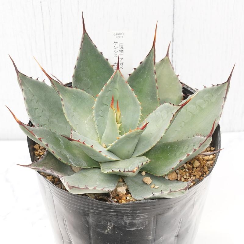 《現物》アガベ パリーフワチューケンシス ウェイクフィールド ドワーフ No.6911 5号 : 四国ガーデン - 通販 - Yahoo!ショッピング