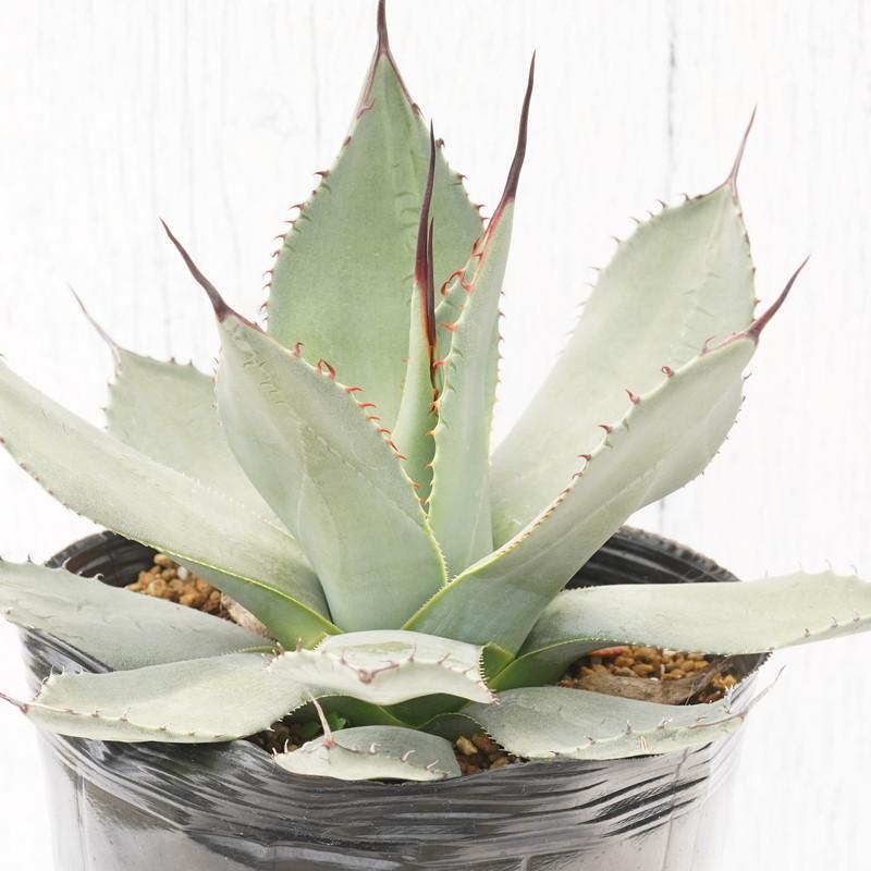 《現物》アガベ パリーフワチューケンシス ウェイクフィールド No.6913 5号 : 四国ガーデン - 通販 - Yahoo!ショッピング