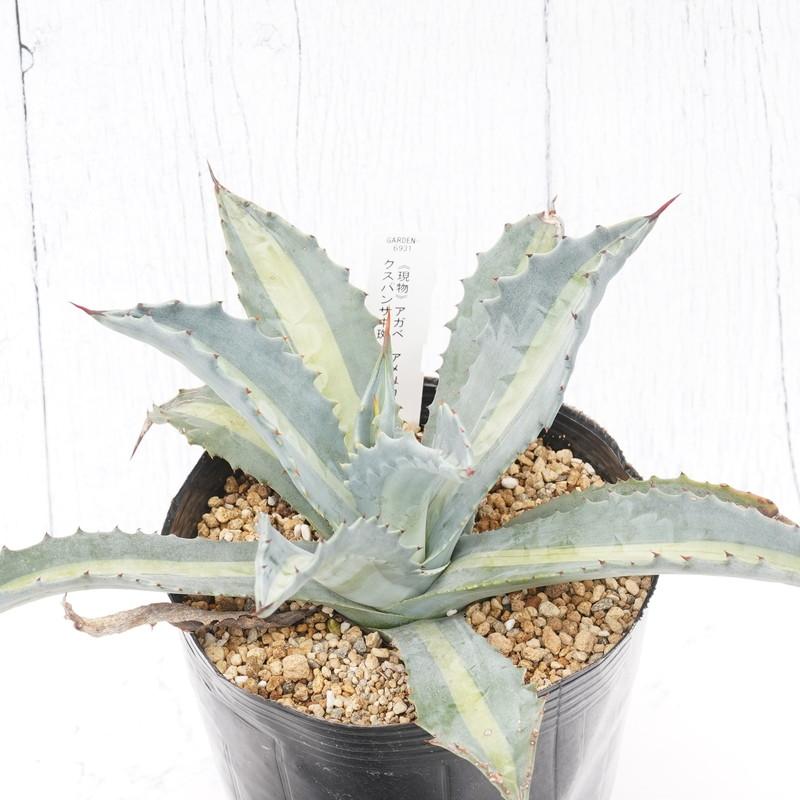 《現物》アガベ アメリカーナ エクスパンサ中斑 No.6931 5号 : 四国ガーデン - 通販 - Yahoo!ショッピング